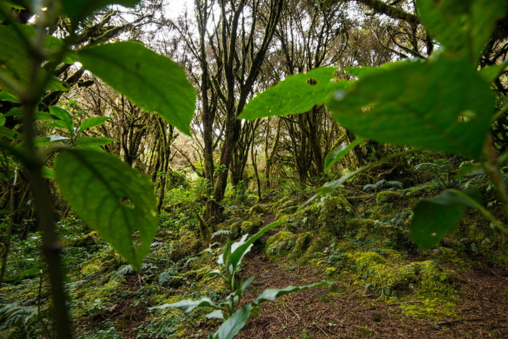 Santuario Nacional de Ampay, territorio del Intimpa - Andean Forests