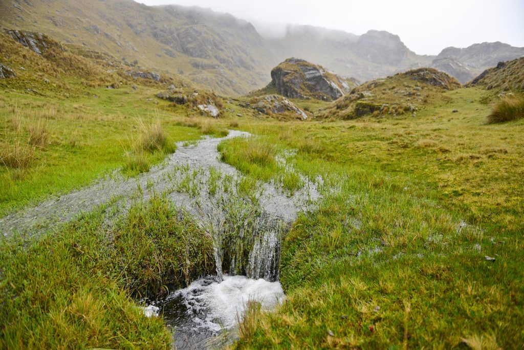 Ecosistemas andinos: una diversidad preciada - Andean Forests