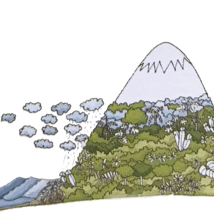 Ecosistemas andinos: una diversidad preciada - Andean Forests